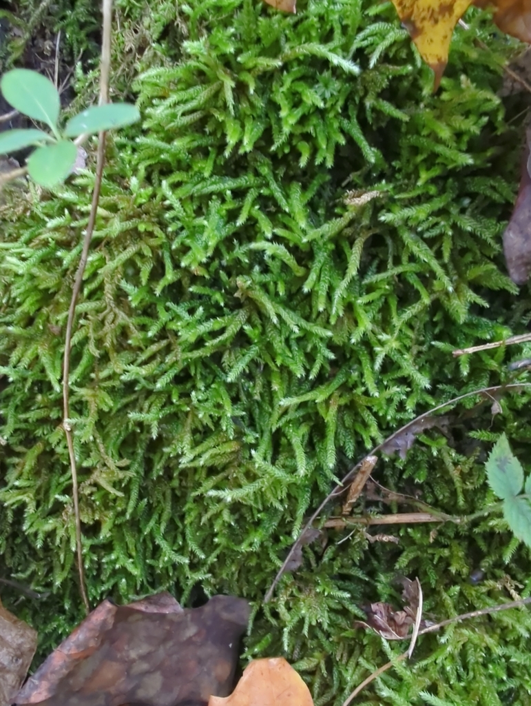 spoon-leaved moss from Greenville, SC 29609, USA on October 21, 2023 at ...