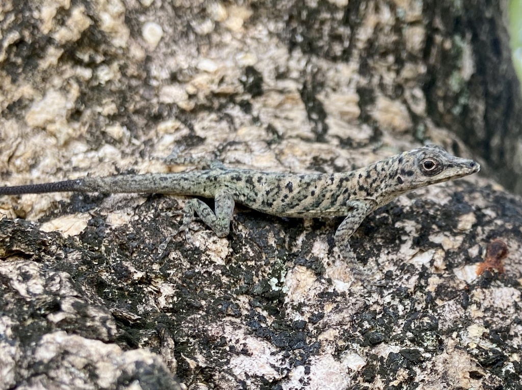 Bronze Anole from Trinidad, Port of Spain, Trinidad and Tobago, TT on ...