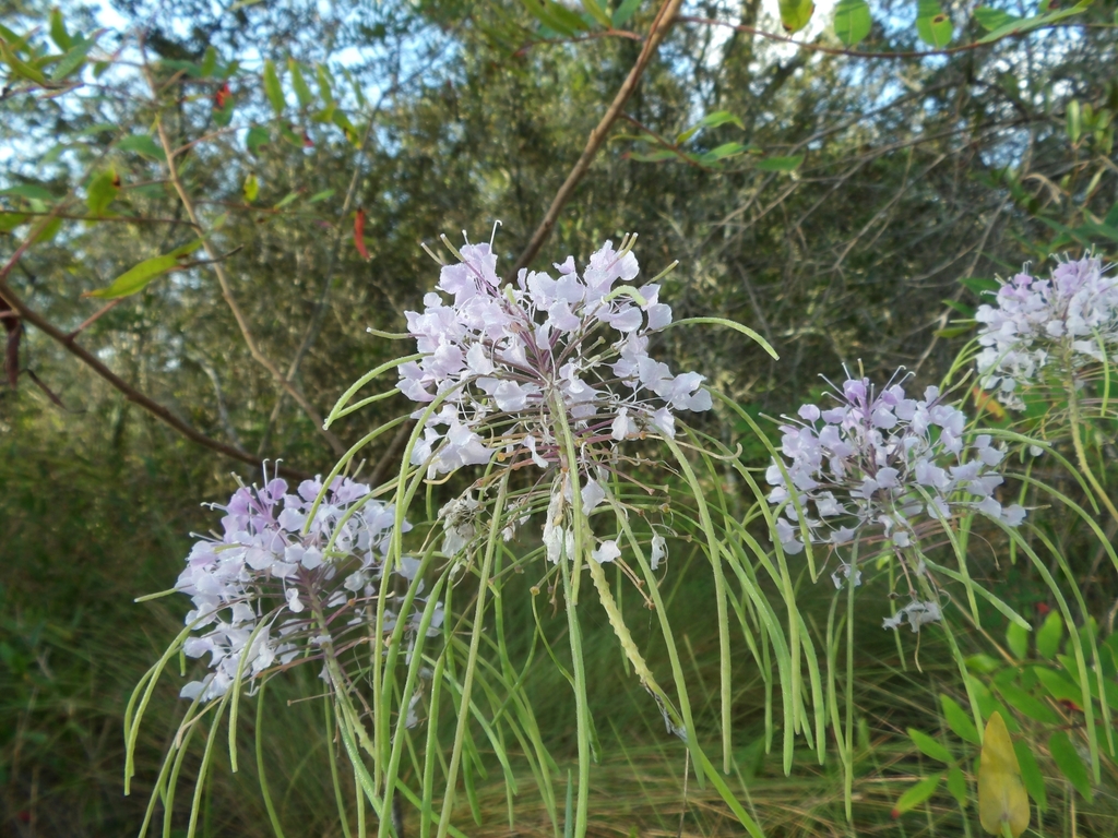 Wide-leaf warea in October 2023 by Joe Alec King. Geolocation obscured ...