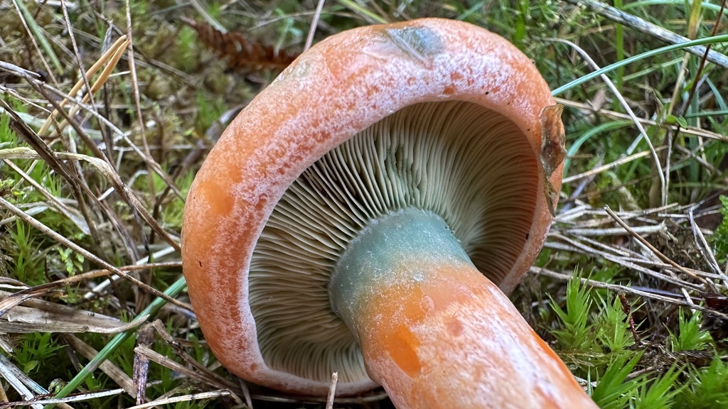 Lactarius sect. Deliciosi in October 2023 by millenialmyces. Blue ...