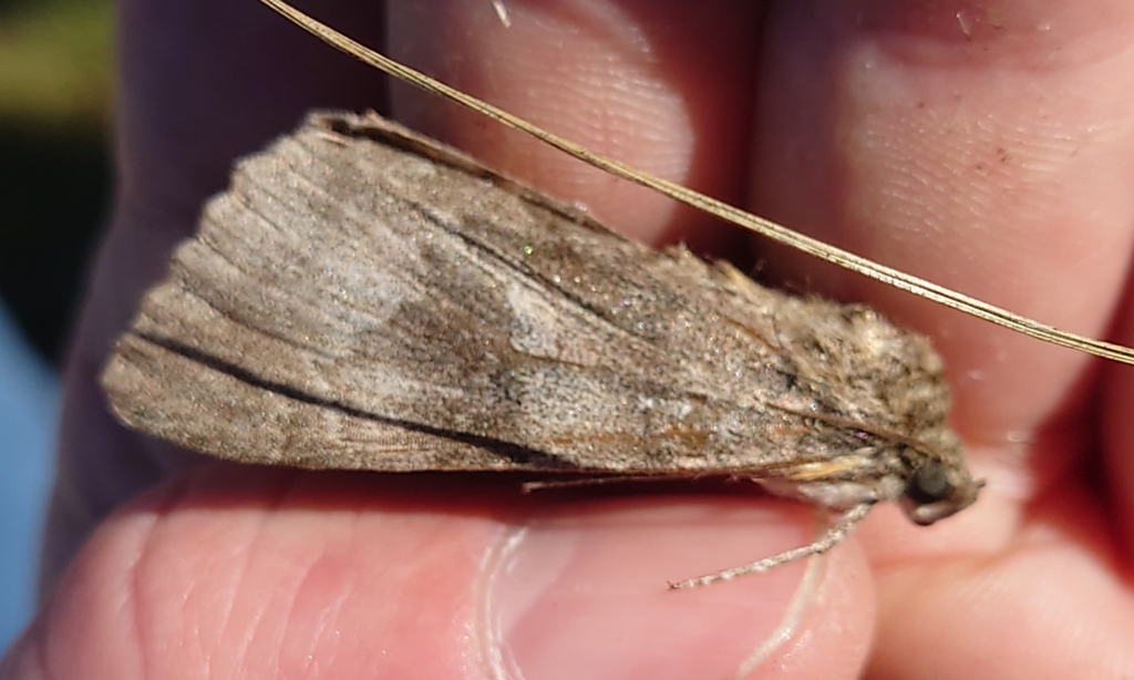 Red Underwing from 83339 Chieming, Deutschland on October 21, 2023 at ...