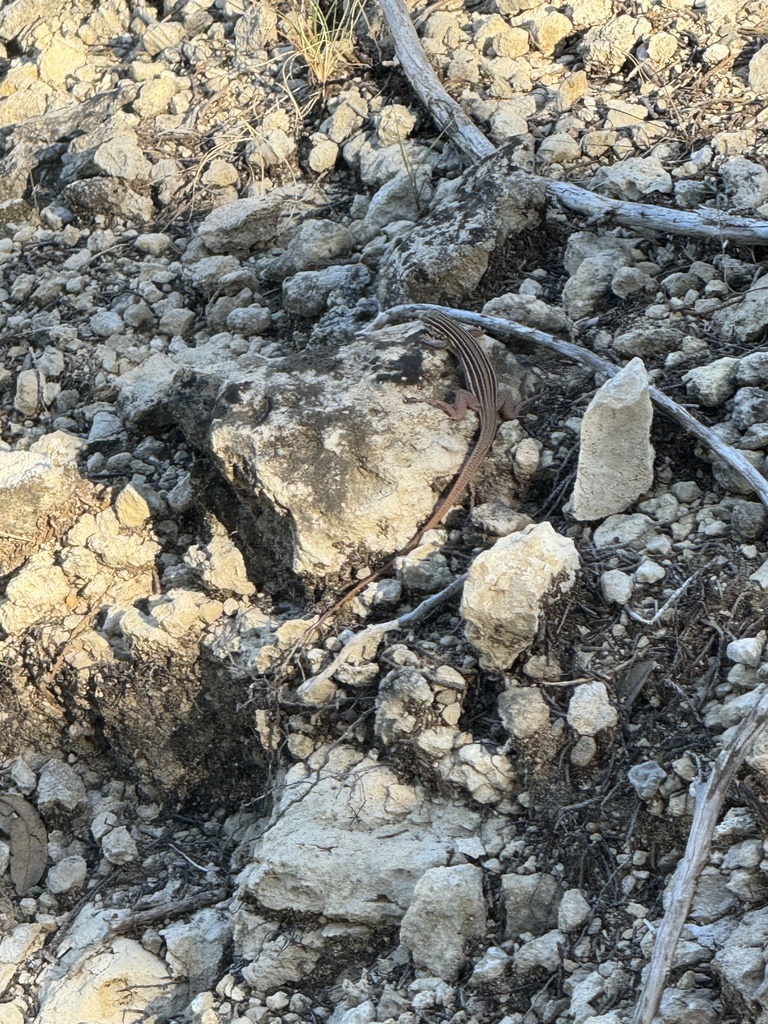 Common Spotted Whiptail from Early, TX, US on October 20, 2023 at 04:18 ...