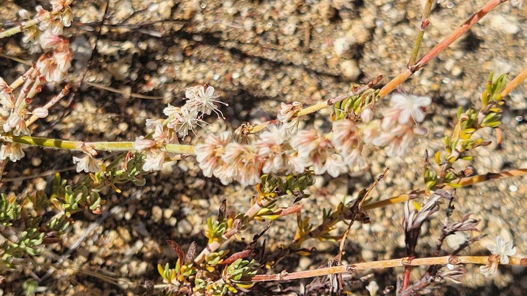 ringed-stem bastard-sage from Riverside County, CA, USA on October 21 ...