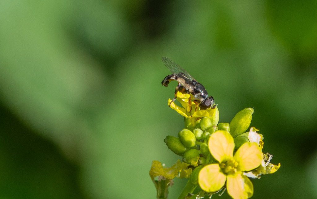 Peg-legged Compost Fly from Lake Balboa, Los Angeles, CA, USA on ...