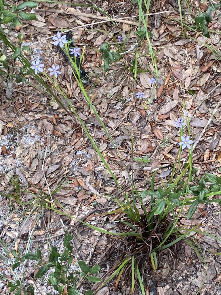 Jeweled Blue-eyed Grass from Florida State Parks, Sebring, FL, US on ...