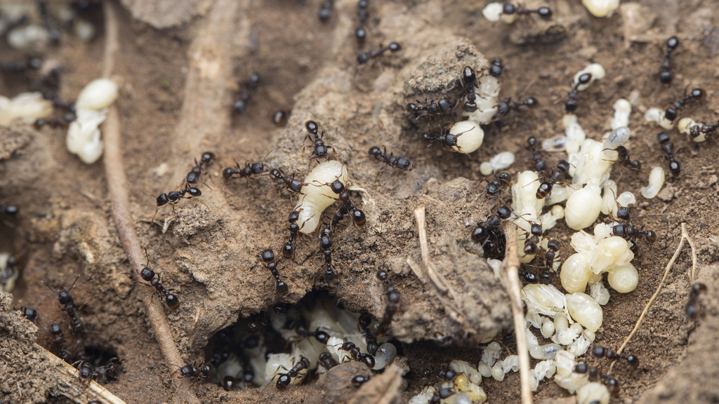Japanese Pavement Ant in June 2023 by Zhongqi Wang · iNaturalist