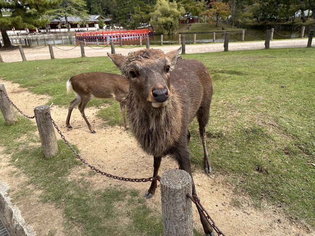 Honshū Sika Deer from Nara Park, Nara, Nara, JP on October 6, 2023 at ...