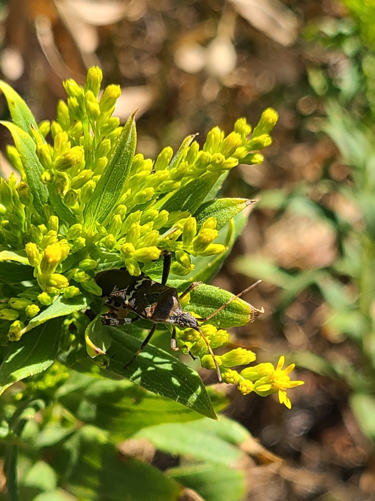 Western Leaf-footed Bug from Lewisville, TX 75022, USA on October 17 ...