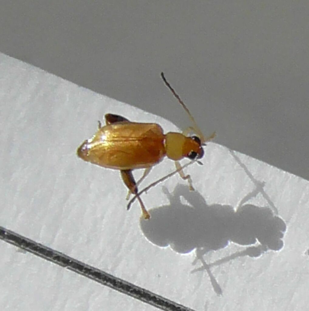 Longitarsus from Watsonville QLD 4887, Australia on October 22, 2023 at ...