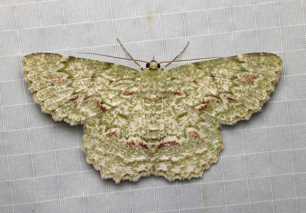 Herochroma flavibasalis from Bukit Fraser, 49000 Bukit Fraser, Pahang ...