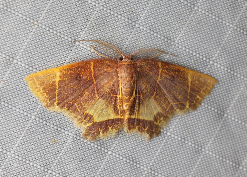 Chrysocraspeda iole from Bukit Fraser, 49000 Bukit Fraser, Pahang ...