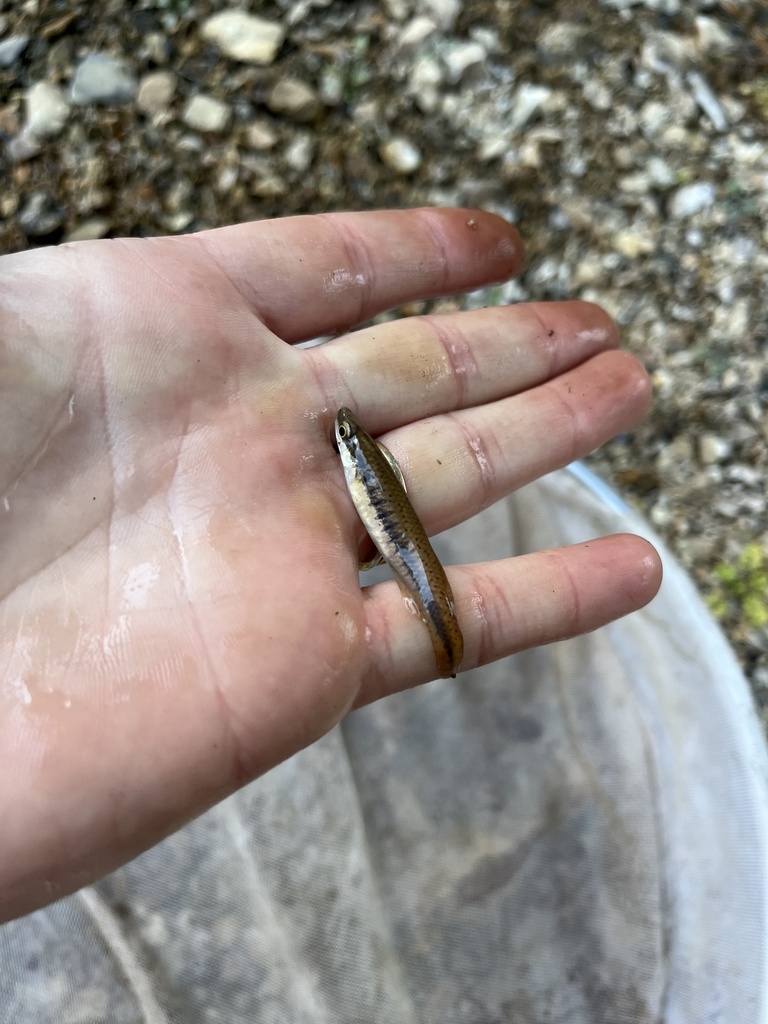 Blackspotted Topminnow from Shawnee National Forest, Cobden, IL, US on ...
