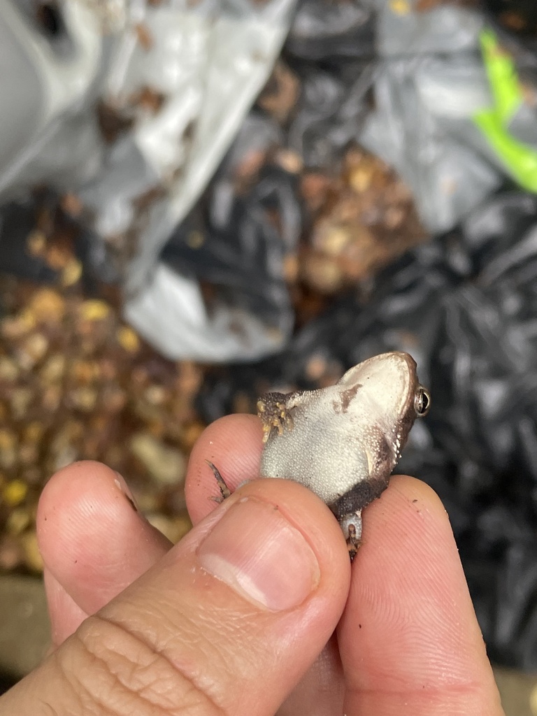 Southern Toad in October 2023 by Dylan Beck · iNaturalist