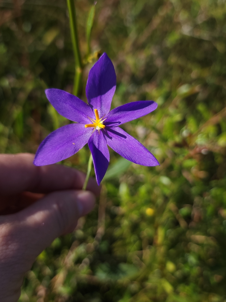 celestial lily in October 2023 by Lillian Moore · iNaturalist