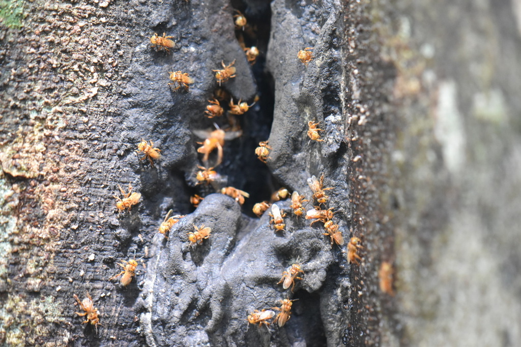 Honey-colored Fire Bee from Manuel Antonio Park, Aguirre, Puntarenas ...