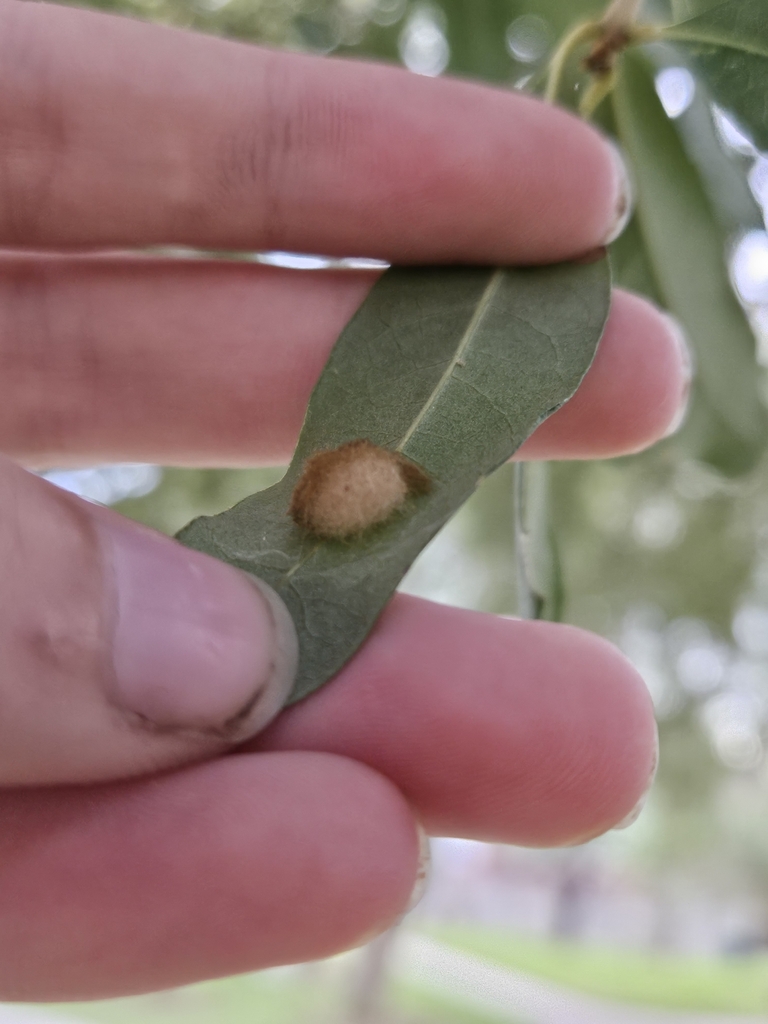 Wool-bearing Gall Wasp from Clear Lake City on October 21, 2023 at 06: ...