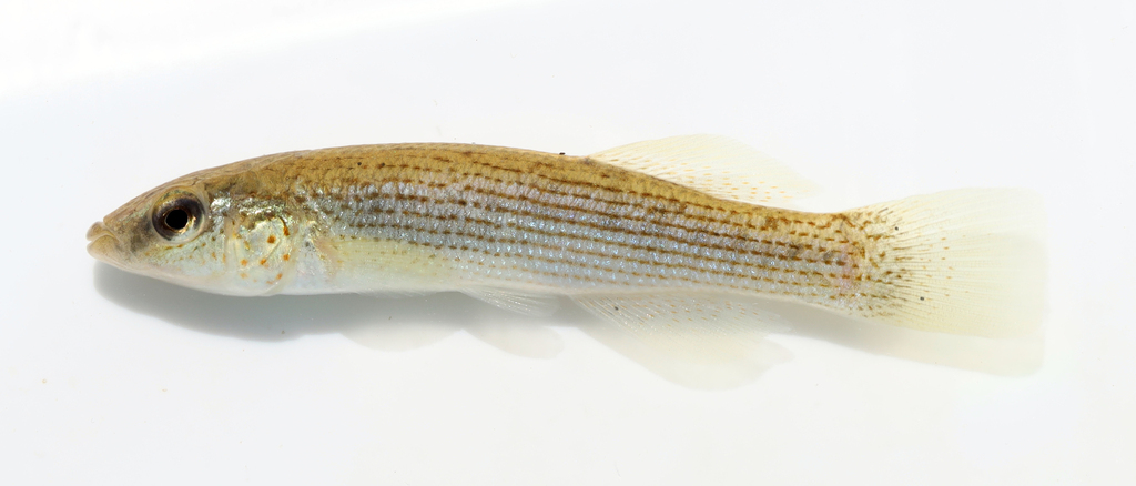 Northern Studfish from Crawford County, MO, USA on October 21, 2023 at ...