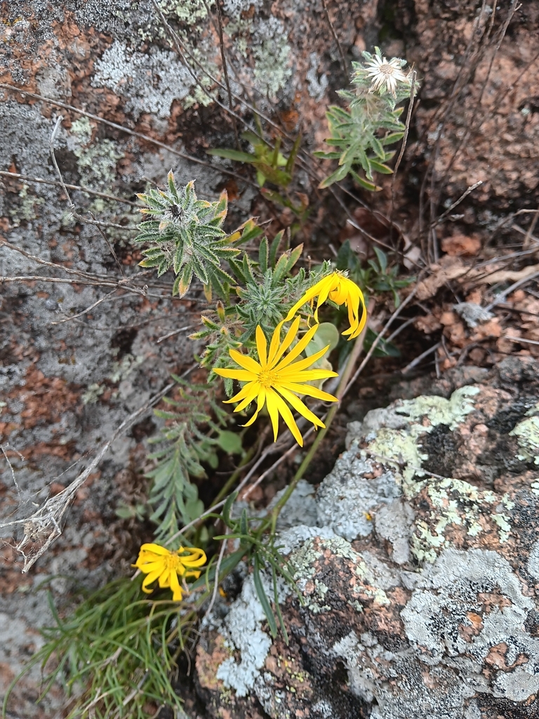 Spiny Goldenweed from Comanche County, US-OK, US on October 21, 2023 at ...