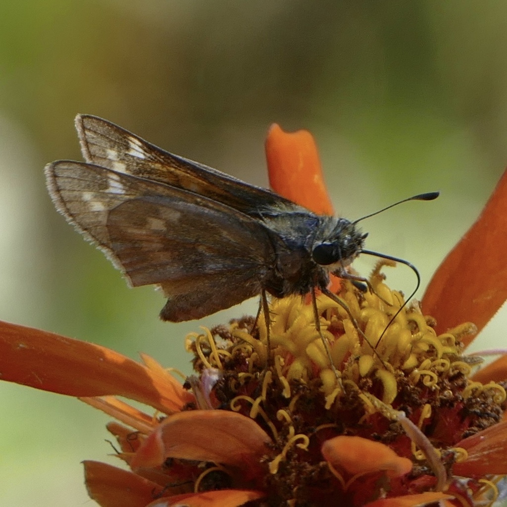 Huron Sachem from Annette Rd, Cherokee Village, AR, US on October 21 ...