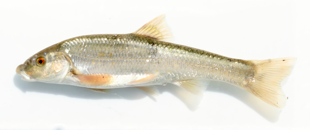 Central Stoneroller from Crawford County, MO, USA on October 21, 2023 ...