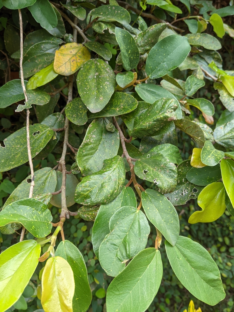 Ficus pumila pumila from 305台灣新竹縣新埔鎮旱坑里 on October 22, 2023 at 10:28 AM ...