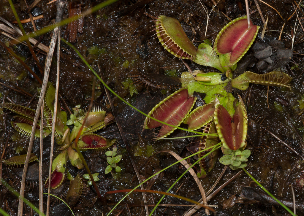 Venus flytrap in September 2023 by Joshua Lincoln · iNaturalist
