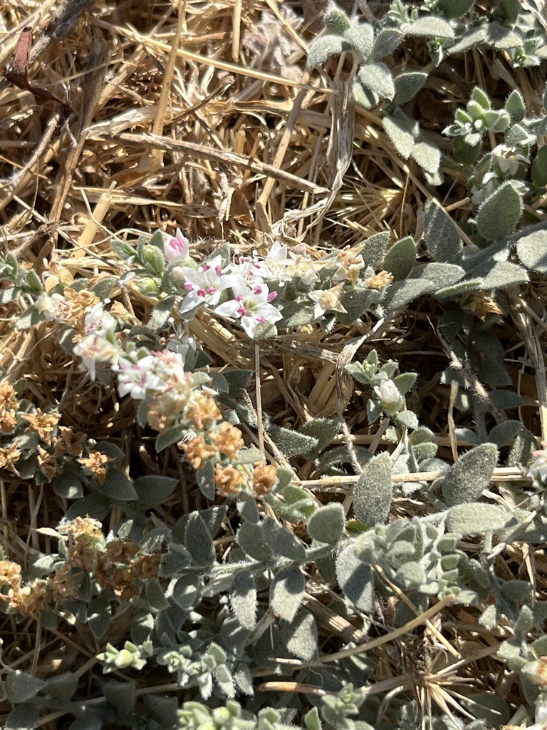 Alkali Weed from Lagoon Valley Park, Vacaville, CA, US on July 29, 2023 ...