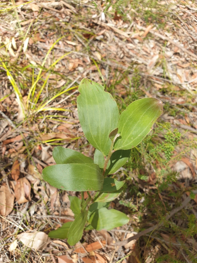 Something from Tanawha QLD 4556, Australia on October 21, 2023 at 10:17 ...