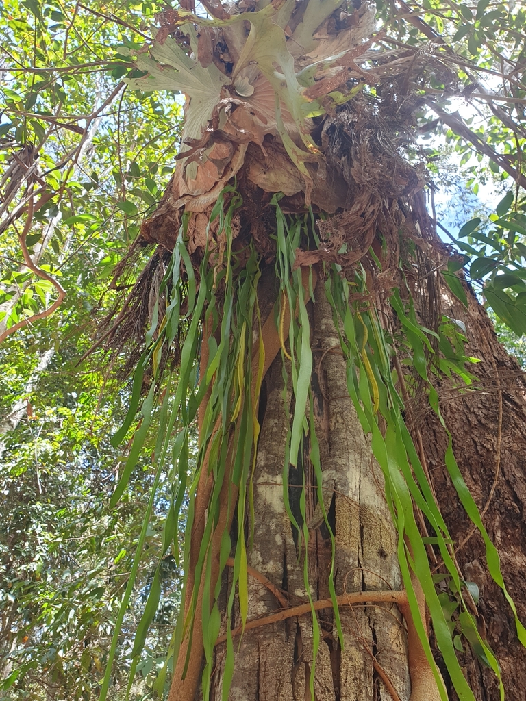 ribbon fern from Tanawha QLD 4556, Australia on October 21, 2023 at 11: ...