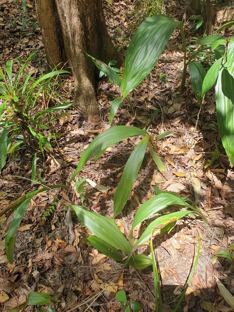 Phaius in October 2023 by Liss George · iNaturalist