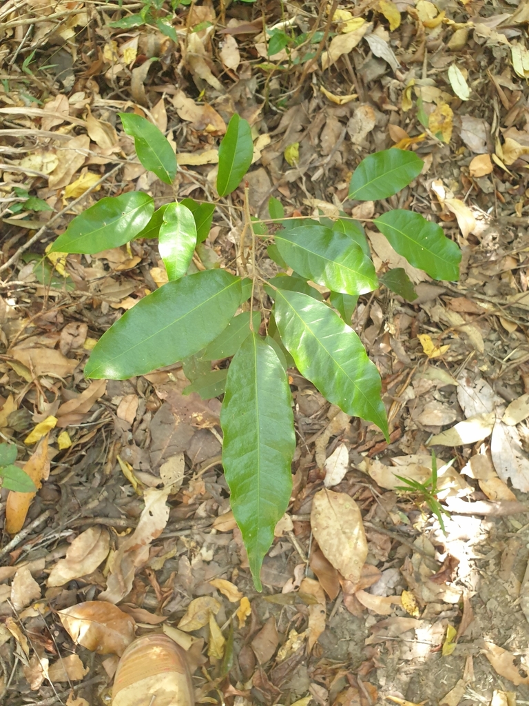 Scrub Turpentine from 72JC+7M, Tanawha QLD 4556, Australia on October ...