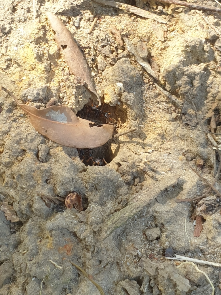 Jumping Jack Ant from Tanawha QLD 4556, Australia on October 22, 2023 ...