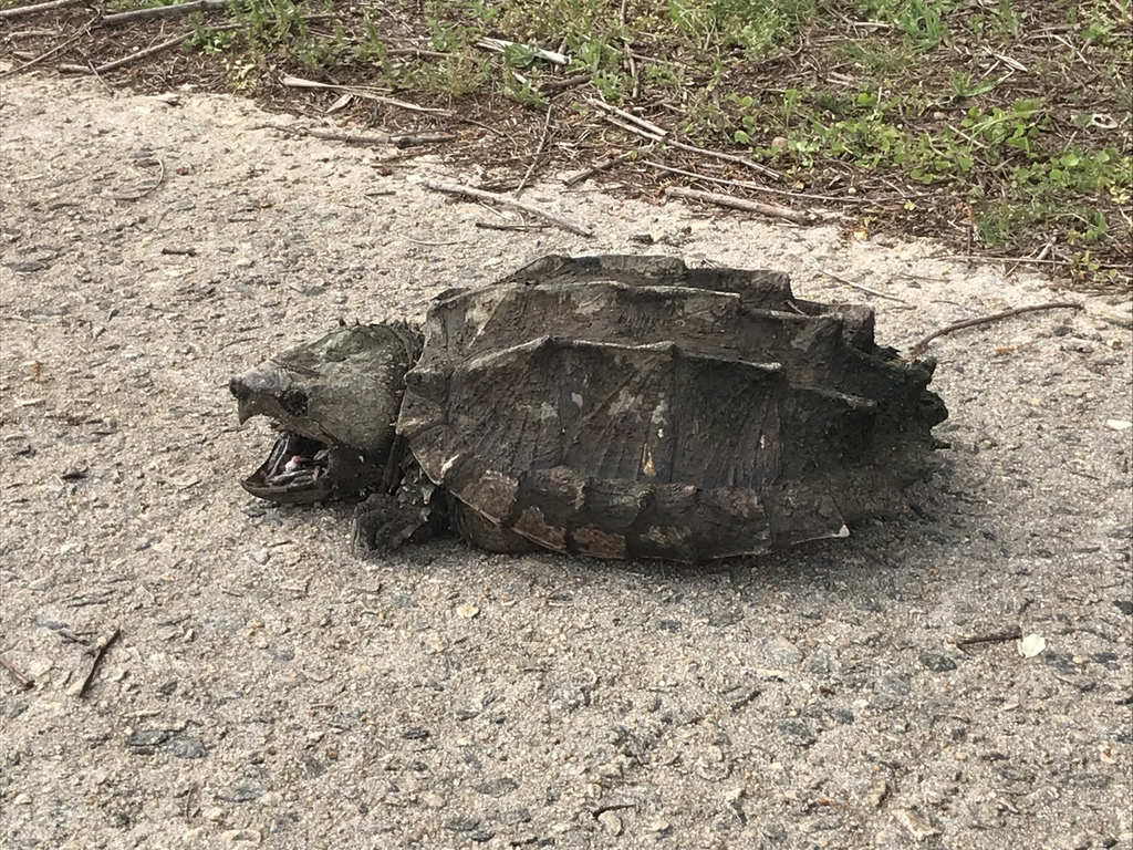 Alligator Snapping Turtle in March 2019 by huie-star · iNaturalist