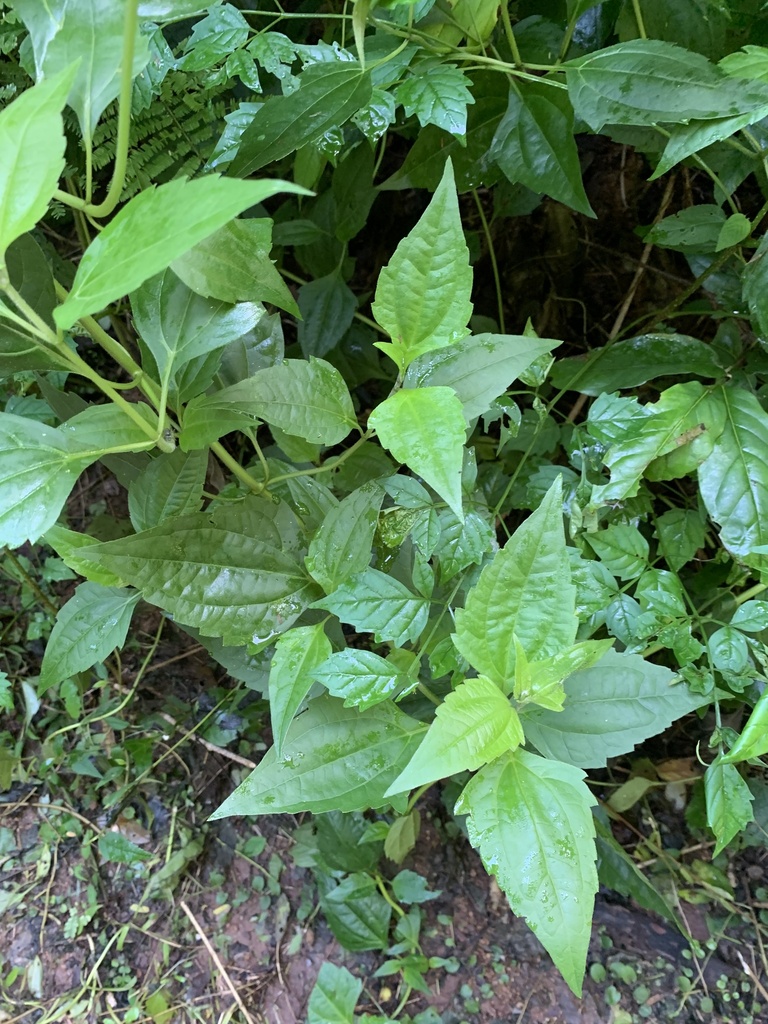 Siam weed from ชำผักแพว, แก่งคอย, สระบุรี, TH on October 22, 2023 at 10 ...