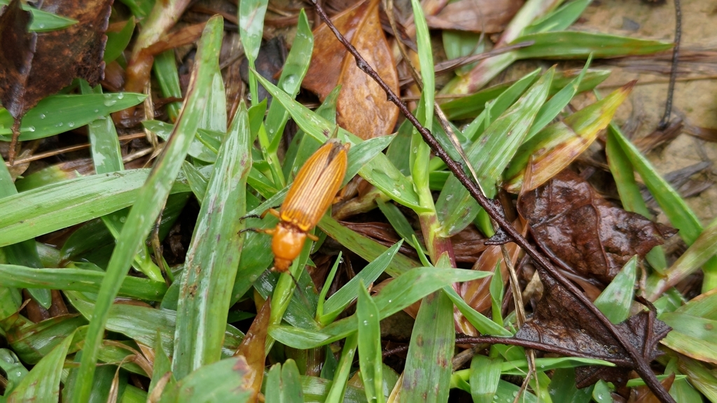 Hemiops flava from 202台灣基隆市中正區碧砂里 on October 22, 2023 at 11:43 AM by ...