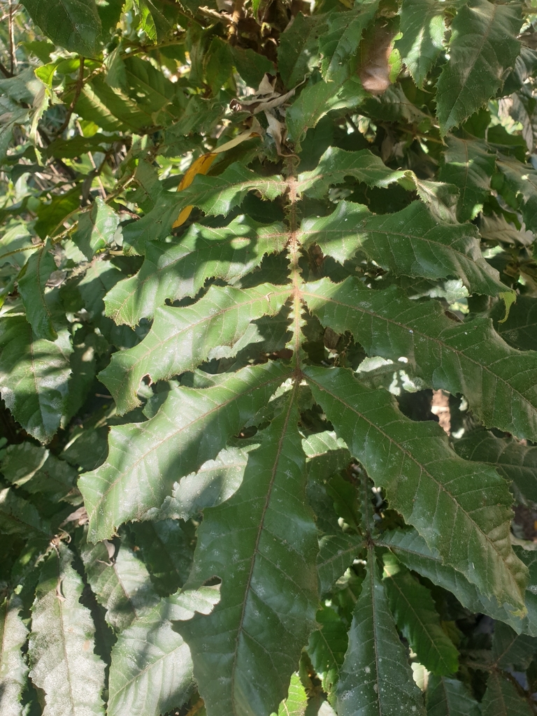 ooray from Nambour Connection Rd at Nambour Park, Parklands QLD 4560 ...