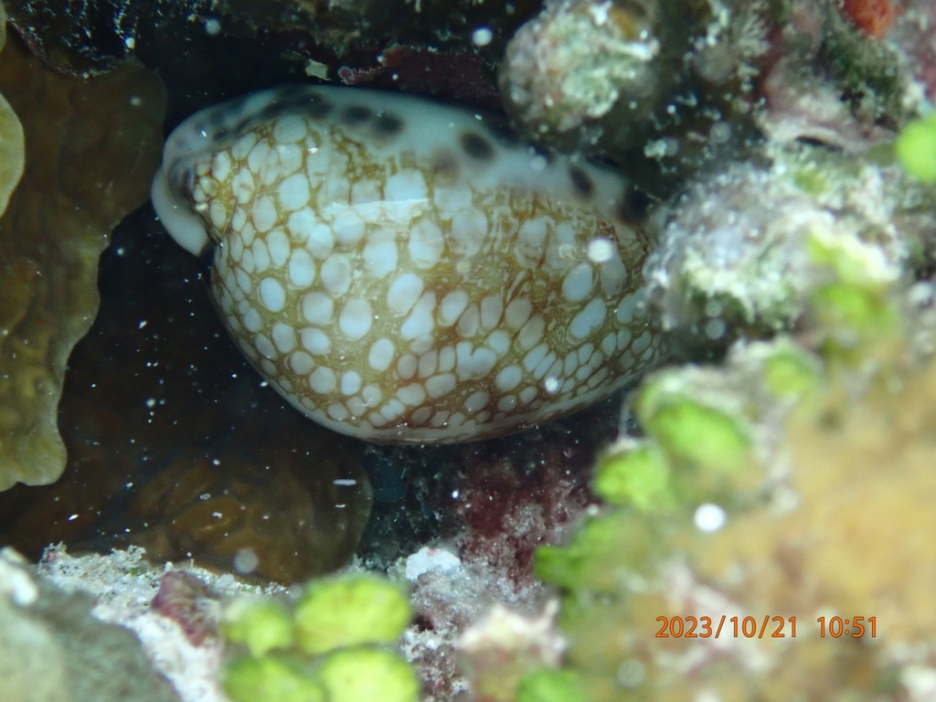 Mauritia histrio in October 2023 by Amir Rasheed · iNaturalist