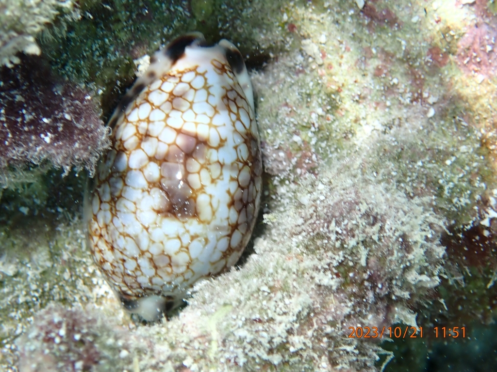 Mauritia histrio in October 2023 by Amir Rasheed · iNaturalist
