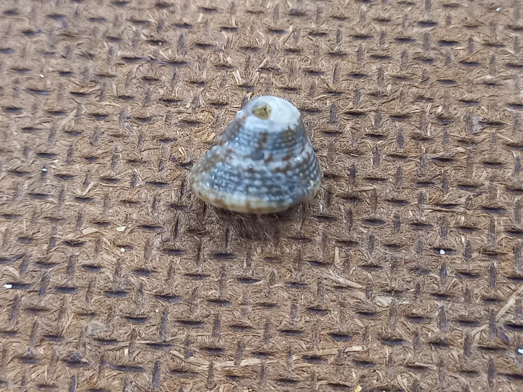 Spotted strawberry top shell from Chowder Bay Rd opp Sydney Institute ...