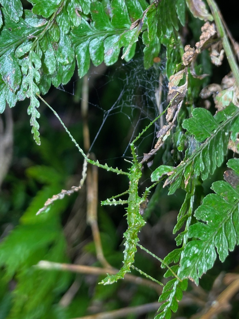 Cnipsomorpha from Sơn Bình, Tam Đường, Lai Châu, Vietnam on October 20 ...
