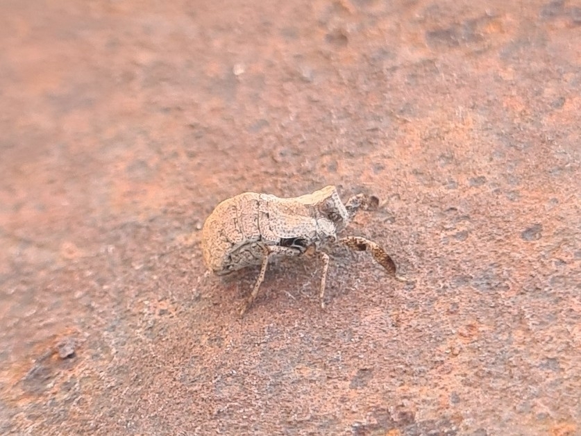 Piglet Bugs in October 2023 by artem. 5mm · iNaturalist