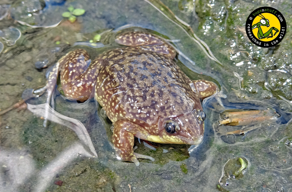 Shovel-nosed Frog from Morogoro Rural, Tanzania on September 13, 2023 ...