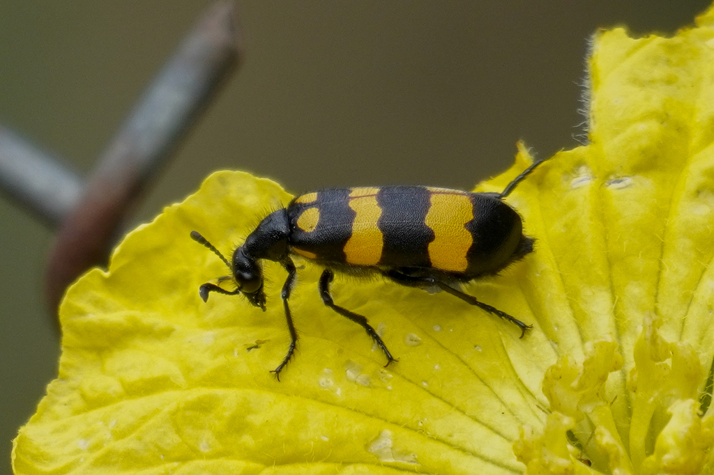 Hycleus from Ta Van, Sa Pa, Lao Cai, VN on October 20, 2023 at 11:54 AM ...