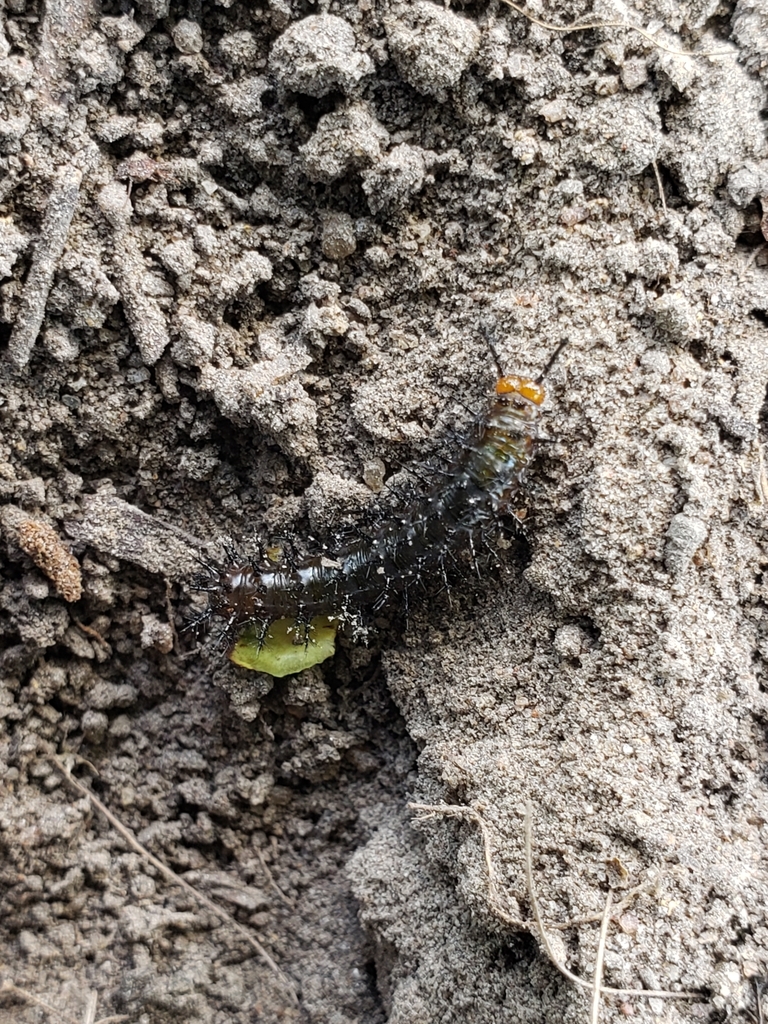 Winged and Once-winged Insects from Kérou, Bénin on October 22, 2023 at ...