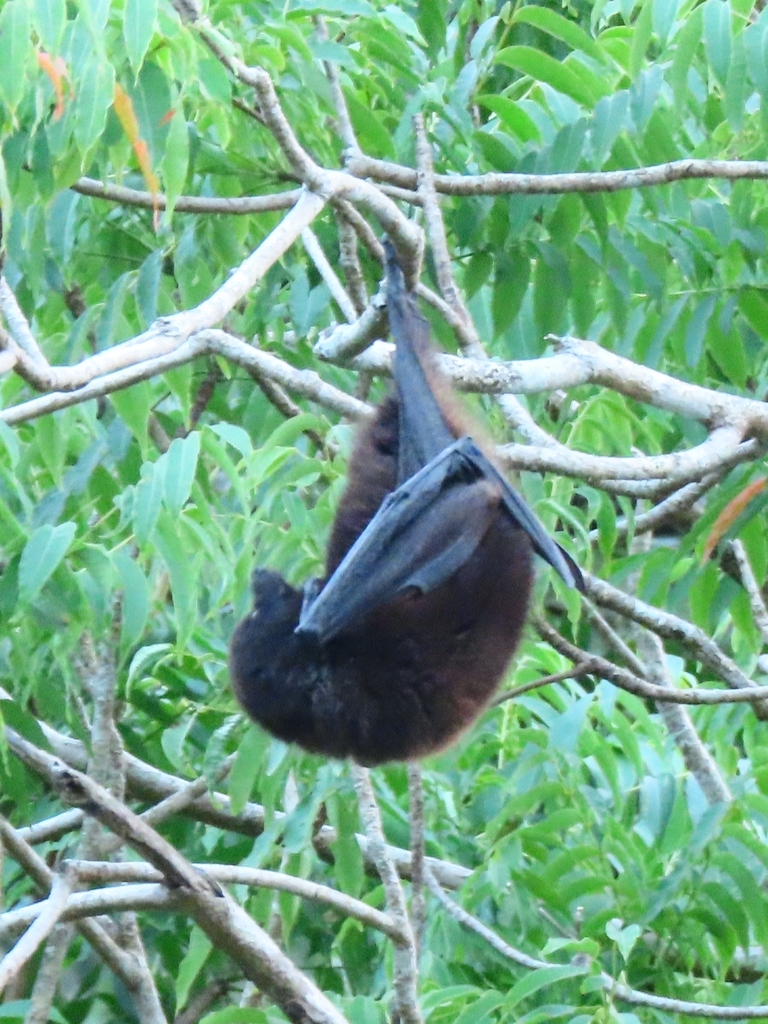 Ryukyu Flying-fox in October 2023 by Leung Man Kit, Kingsley. Date : 15 ...