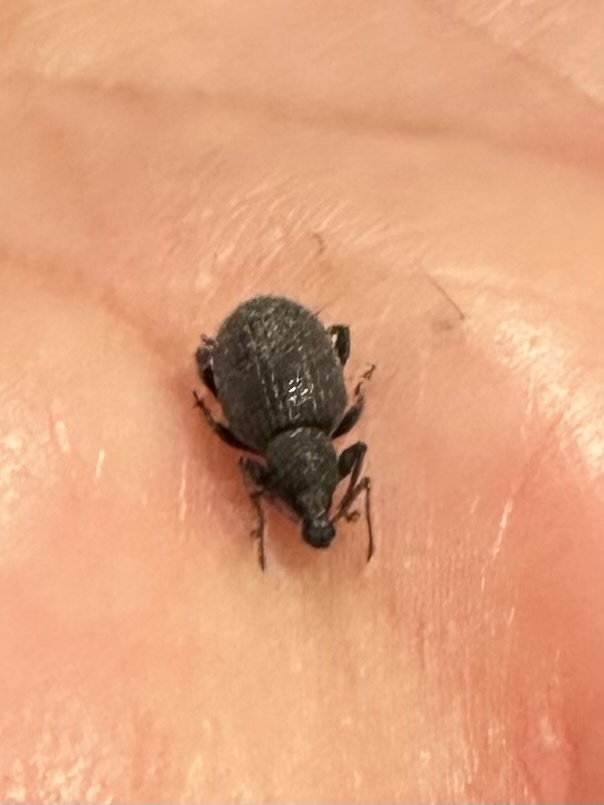 Rough strawberry root weevil from Long Island, Commack, NY, US on ...