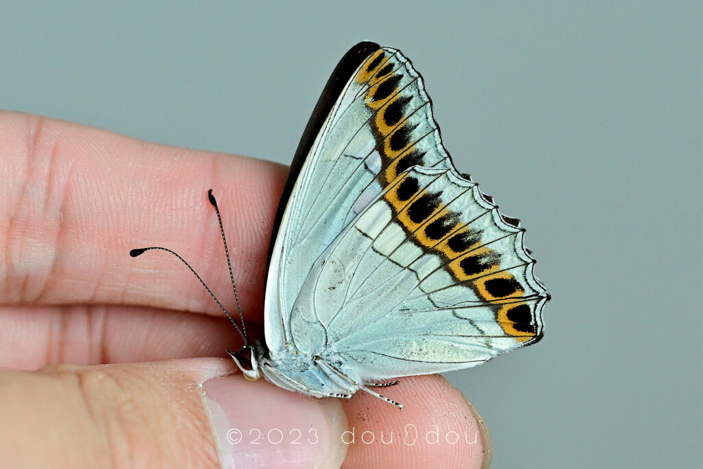 Helcyra subalba from 中国贵州省黔南布依族苗族自治州荔波县茂兰镇 on July 30, 2023 at 06:55 AM ...