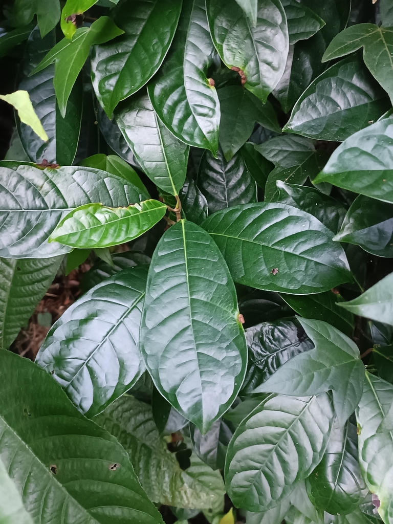 Ficus nervosa from Taipei, TW-TP, TW on October 22, 2023 at 04:46 PM by ...