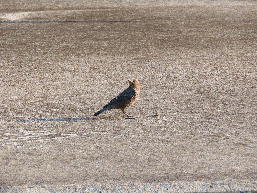 Blue Rock-Thrush from Koki, Nago, Okinawa, Japan on October 16, 2023 at ...