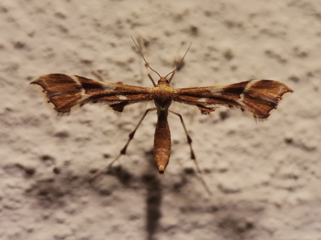 Rose Plume Moth in July 2021 by Erik Schabel · iNaturalist